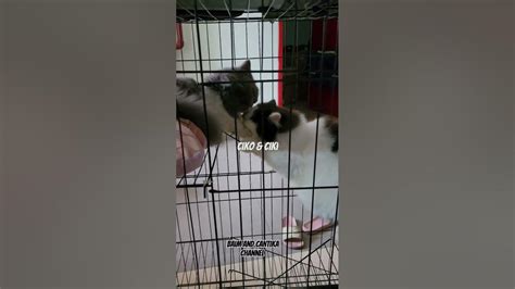 My Cats Ciko And Ciki Youtube