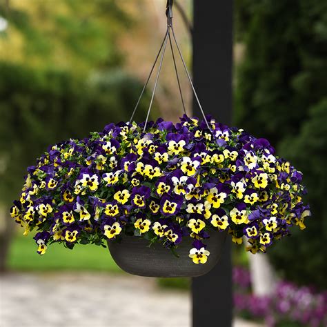 Cool Wave Raspberry Spreading Organic Flower Seeds Gaia Organic