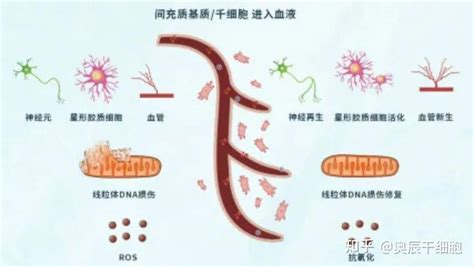318国际护肝日丨干细胞帮您远离 肝”扰 知乎