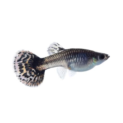Petstock Assorted Female Guppy Fish 35cm Petstock