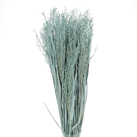 Dried Grass Blue Switchgrass Bunch Blosmi Suszone Kwiaty I Trawy