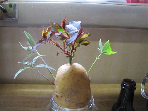 How To Propagate Cuttings With A Potato