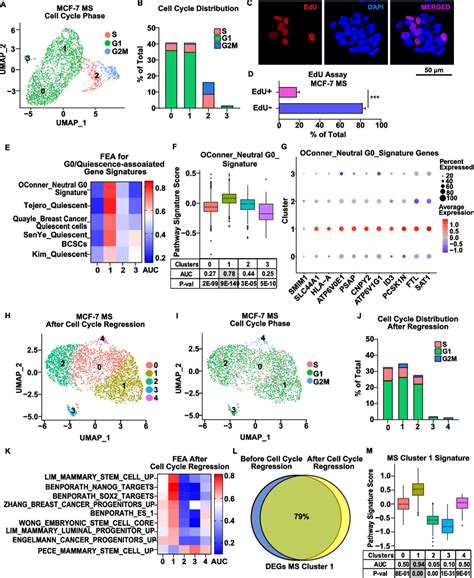 Ms Cluster 1 Is A Quiescent Stem Like Cluster A B Cell Cycle Analysis