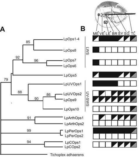 Limulus Polyphemus Opsins And Their Expression Pattern A