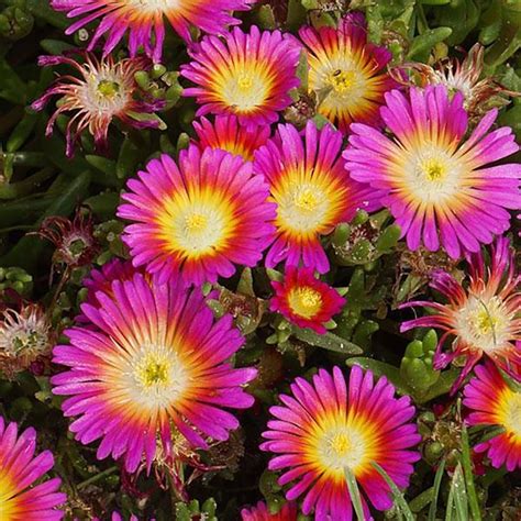 Delosperma Wow® Hot Pink Wonder Ice Plant Live Plant Gallon Pot