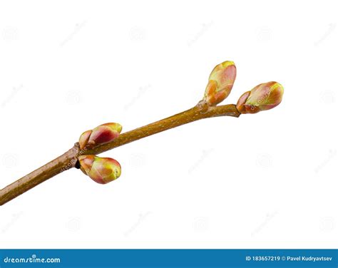 Spring Budding Isolated Close Up Of Tree Branch With Sprout On White