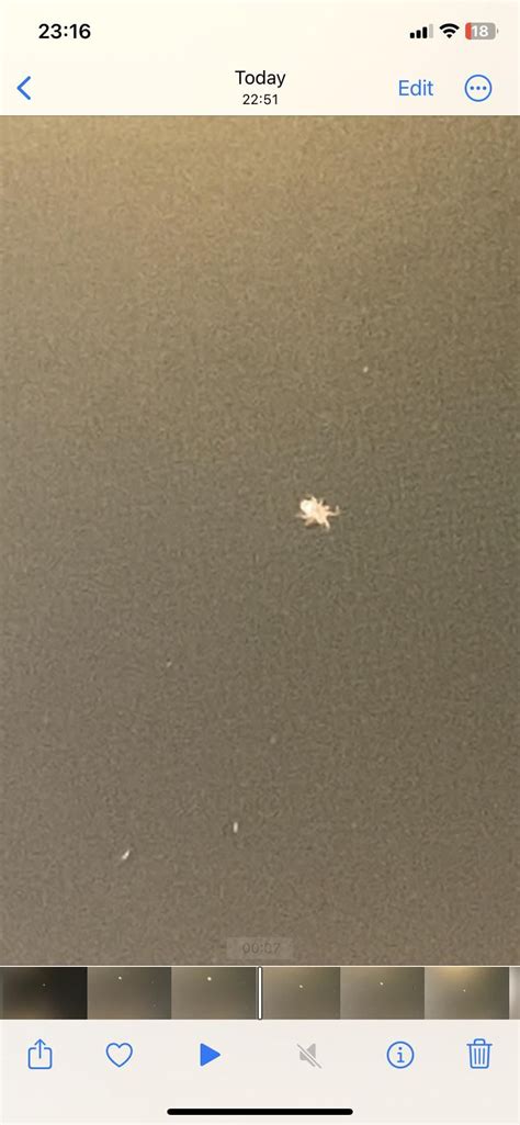 Hi Could This Be A Bird Mite Or Perhaps A Nymph Bed Bug R Pestcontrol