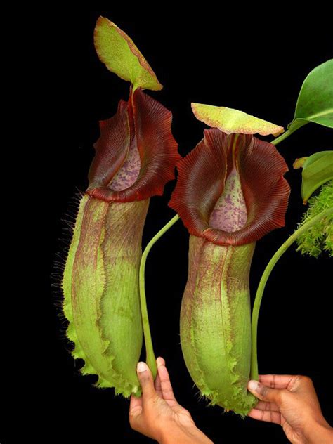 Nepenthes Spathulata X Robcantleyi Be 4541 M Giardino Carnivoro