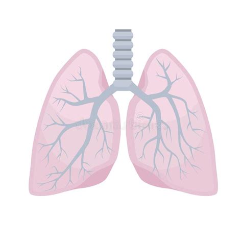 Human Lungs Anatomy Structure Of Internal Organs Vector Illustration