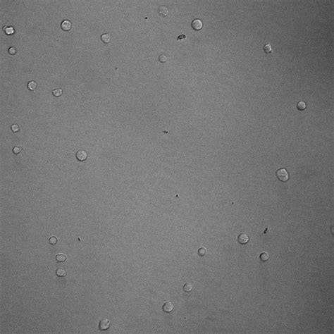 Stem Cell Object Detection Dataset By Bionano