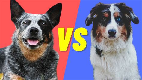 Australian Shepherd Blue Heeler