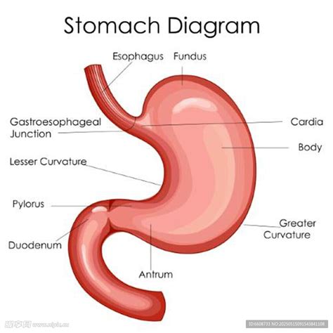 胃部解剖示意图设计图医疗护理现代科技设计图库昵图网