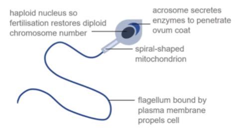 Sexual Reproduction In Mammals Flashcards Quizlet