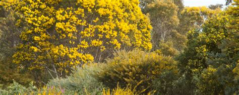 Wattle Garden Shelter Botanic Gardens Of Sydney