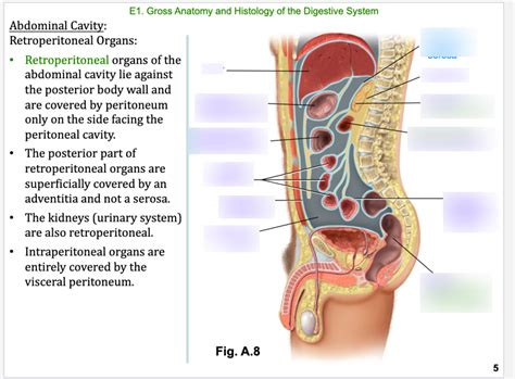 Abdominal Cavity Retroperitoneal Organs Diagram Quizlet