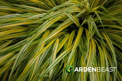 Hakone Grass Guide How To Grow And Care For Hakonechloa Macra”