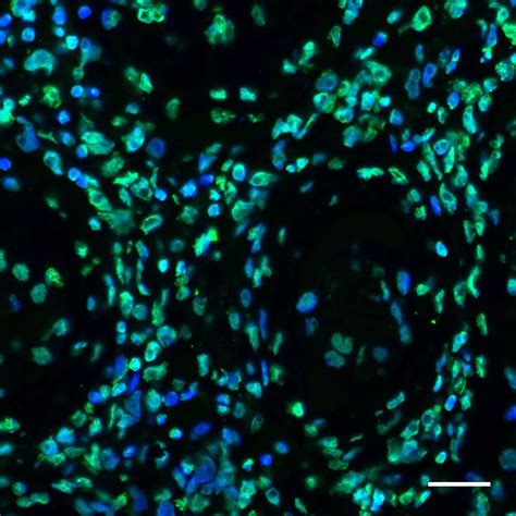 Cyclin E1 Antibody Anti Human Readyelease™ Miltenyi Biotec