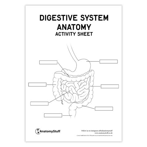Worksheet Digestive System Digestive System Flowchart Display Poster
