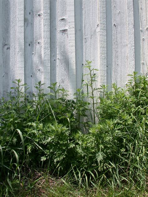 Herbes Folles Le Monde En Images