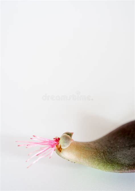 Small Roots That Grow From The Base Of The Succulent Plant Leaf Stock Image Image Of Tiny