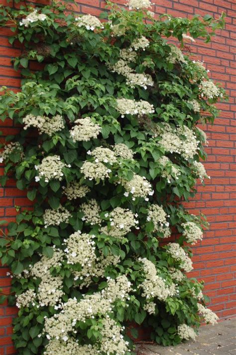 Klimhortensia Climbing Hydrangea Vine Planting Hydrangeas Hydrangea