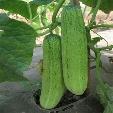 唐山秋瓜，植株蔓生，分枝弱，主蔓结瓜，第一雌花秋播时着生在4至5节，瓜短棒状，长23公分左右，直径4公分左右，瓜色白绿色，刺适中，白色，品质好，肉厚，质脆，味甜，商品性好👏唐山秋瓜中含有丰富的