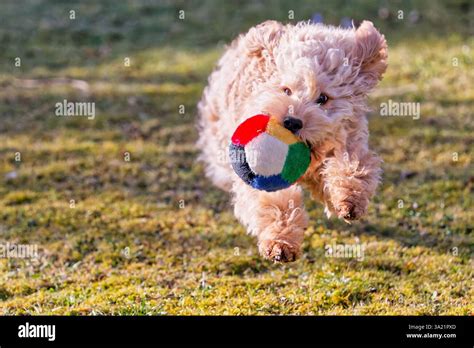 Los Geht Das Lieblingsspiel Der Cockapoo Welpe Und Sein Ball