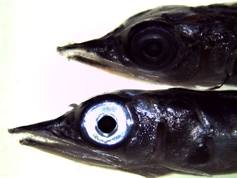 Juvenile Fish3 Noaa Teacher At Sea Blog