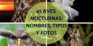 Tipos De Búhos Nombres Y Fotos