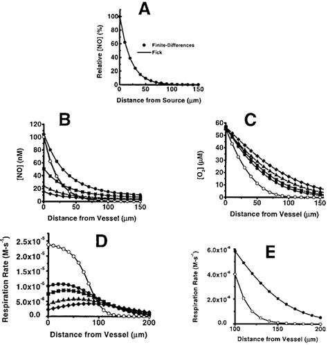 Simulations Of The Steady State Concentration Profiles Of No And O2 And Download Scientific