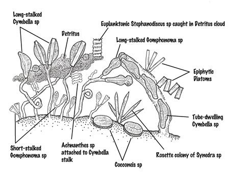 A Diatom Spring The Meaning Of Water