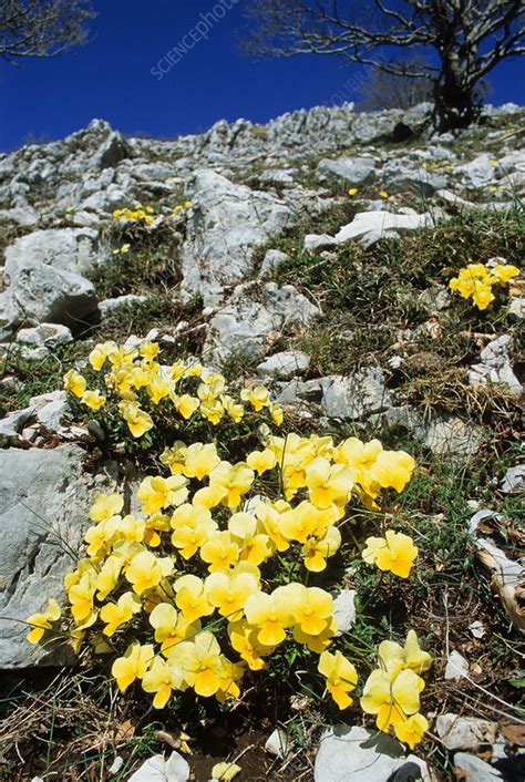 Viola Eugeniae Eugeniae Stock Image B8420860 Science Photo Library