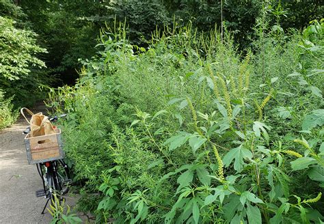 Giant Ragweed Plant Giant Ragweed Rutgers Njaes