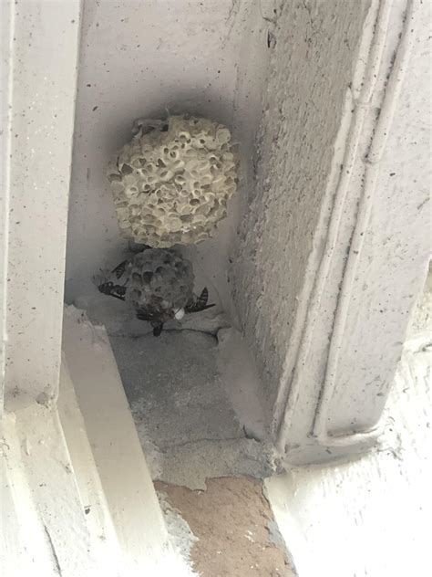 Yellow Jackets Or Paper Wasps R Insects