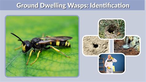 Ground Dwelling Wasps Identification Types And Removal Guide