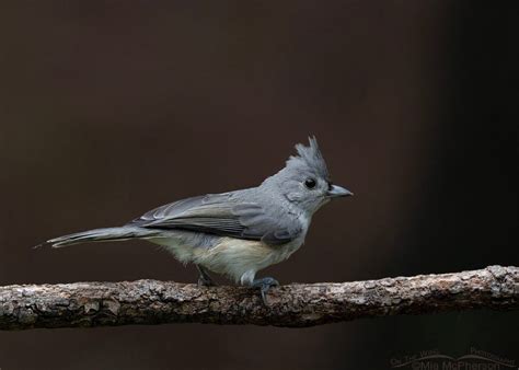 Tufted Titmouse And Carolina Chickadee Photos Mia Mcphersons On The