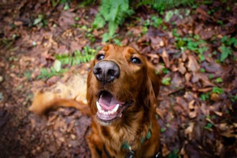 Golden Irish Irish Setter And Golden Retriever Mix Info Pictures