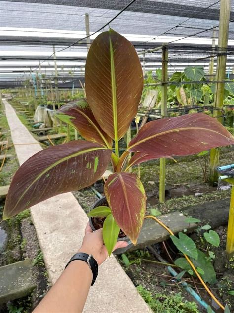 Musa Siam Ruby Red Variegated Banana Dutch Medicine Man