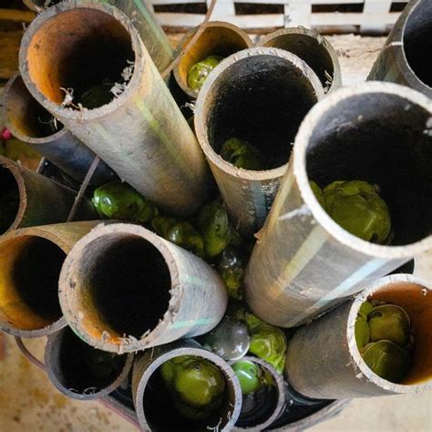 Frog Tubes Artofit