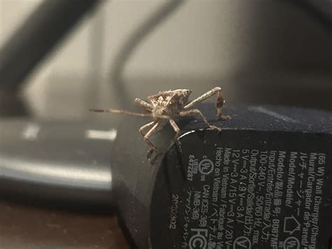 Discover More Like Whatisthisbug What Bug Is This And Related Content Scrolller