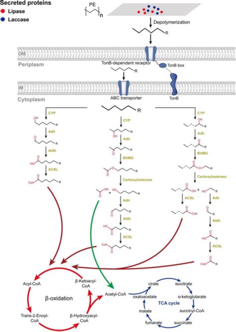 深圳大学毛艳萍团队在《environment International》发表论文：富集菌群降解聚乙烯的基因组特征与代谢通路 深圳大学科学技术发展研究院
