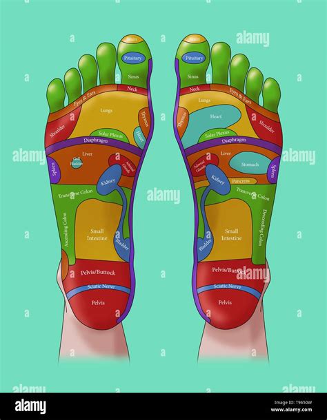 Illustration Of The Feet Showing Foot Reflexology Zones Foot