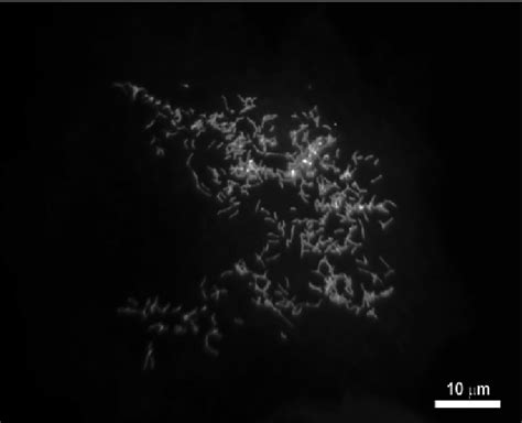 A Highly Polyploid Cell From An Evechinus Chloroticus Embryo