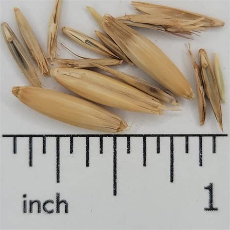 Nddot Class Ii Late Chesak Seed House