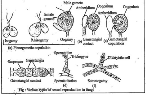Write A Short Note On Sexual Reproduction In Fungi