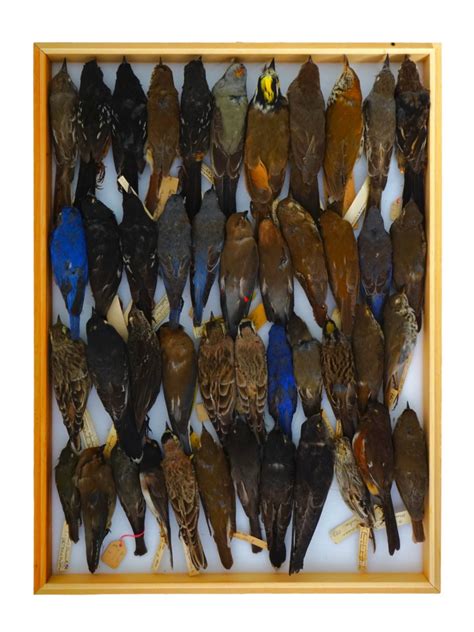 Rare Antique 1900s Ornithology Taxidermy Birds Auction