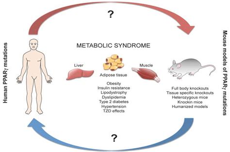 IJMS Free Full Text Is the Mouse a Good Model of Human PPARγ