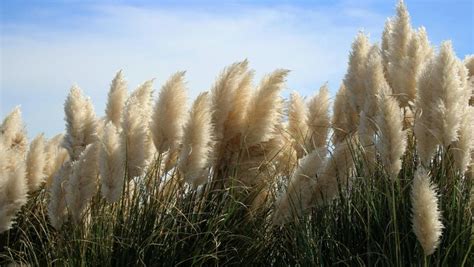 Ornamental Grass Center For Crop Diversification