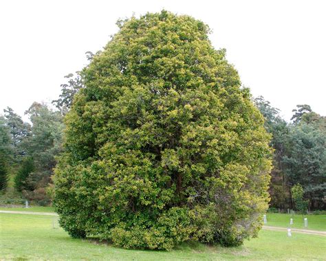 Syzygium Smithii Gardensonline
