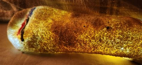 Repost Of My Bulls Original Cumsock Rcumstained